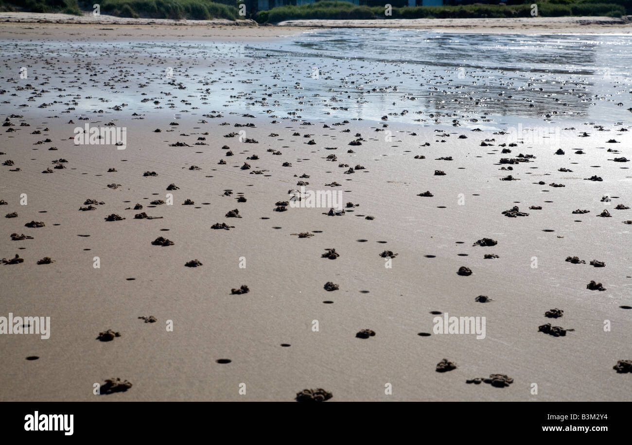 Lugworm casts on the beach at low tide North East of England Stock ...