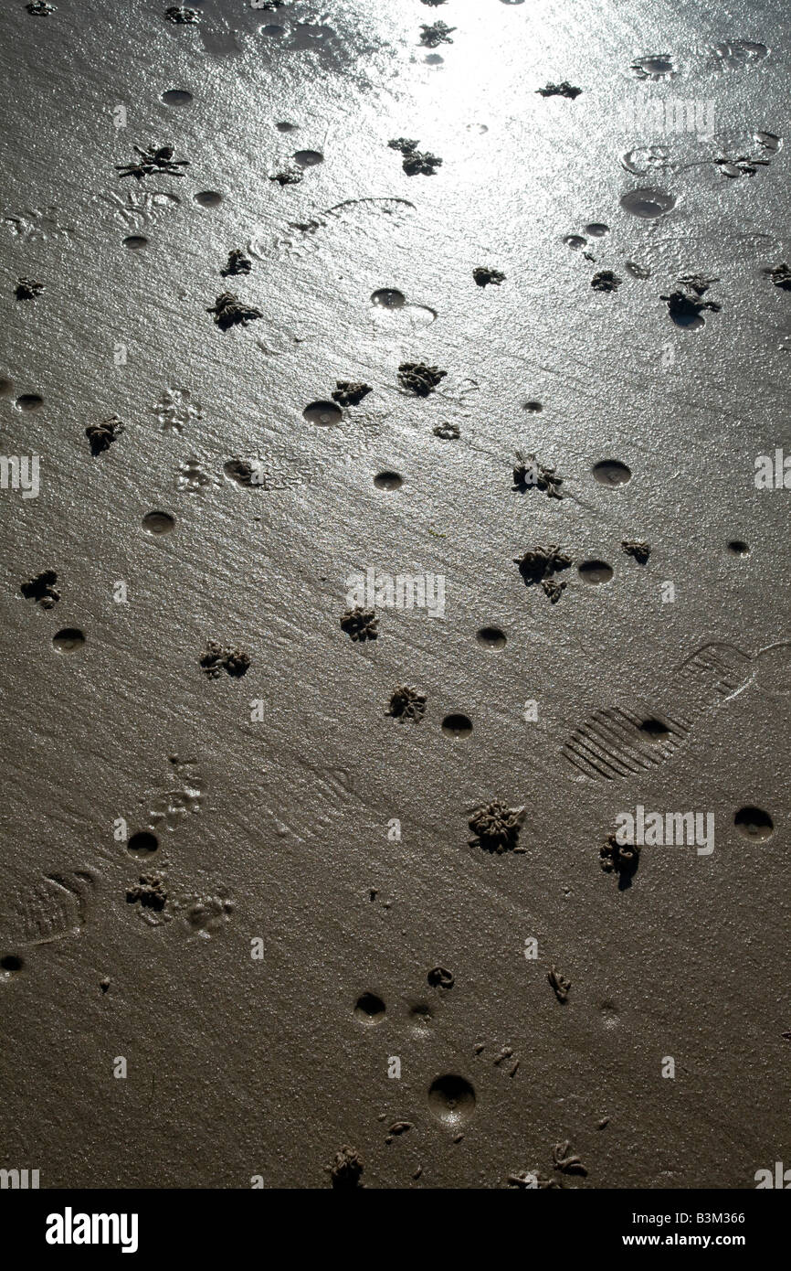 Lugworm casts at low tide on the coast of North East England Stock ...