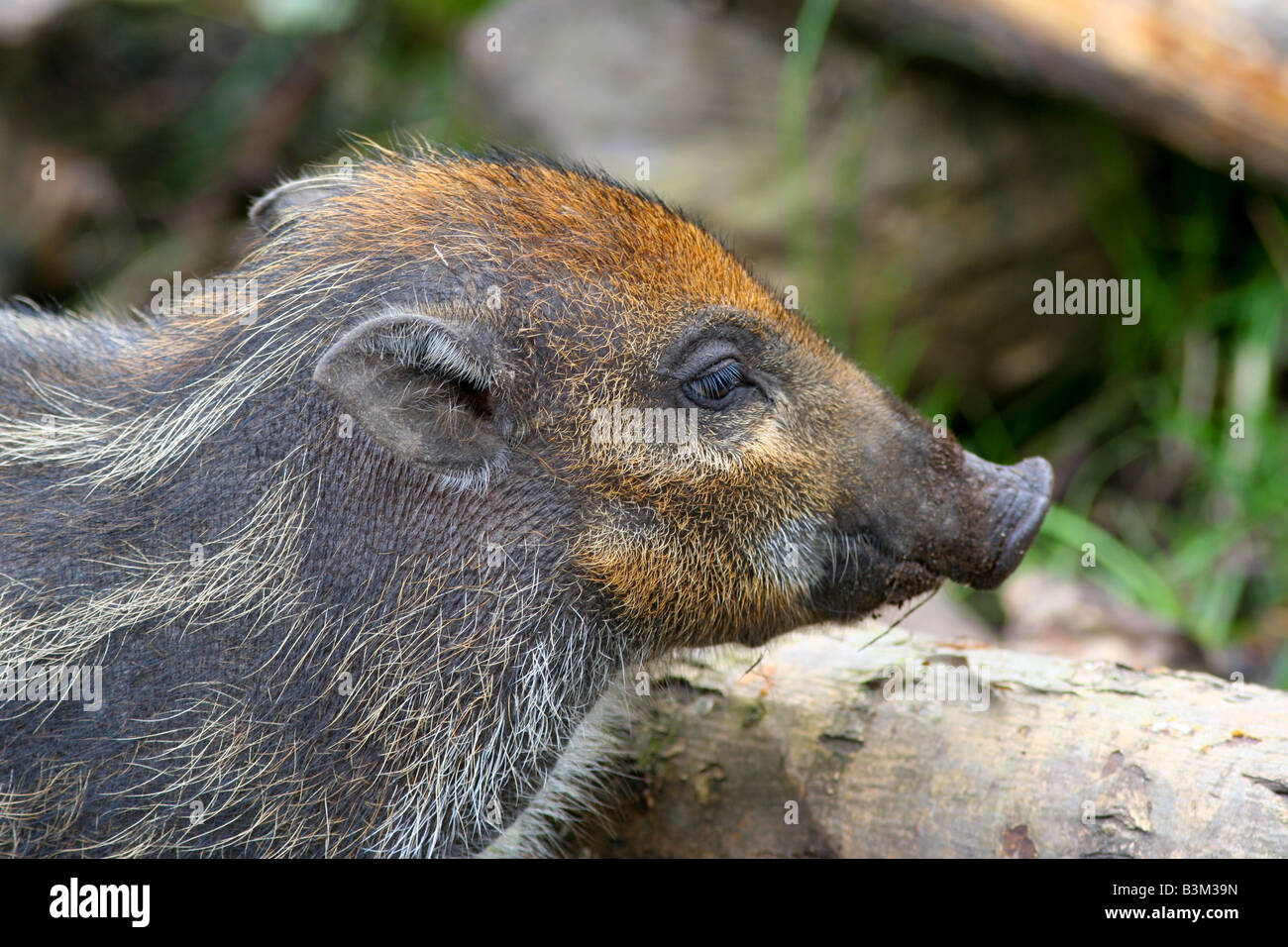 Visayan Warty Pig piglet Stock Photo - Alamy