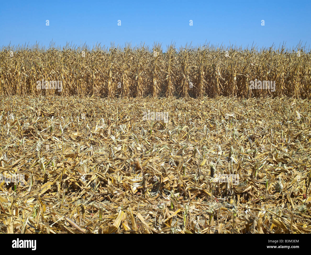 Straight rows growing corn hi-res stock photography and images - Alamy