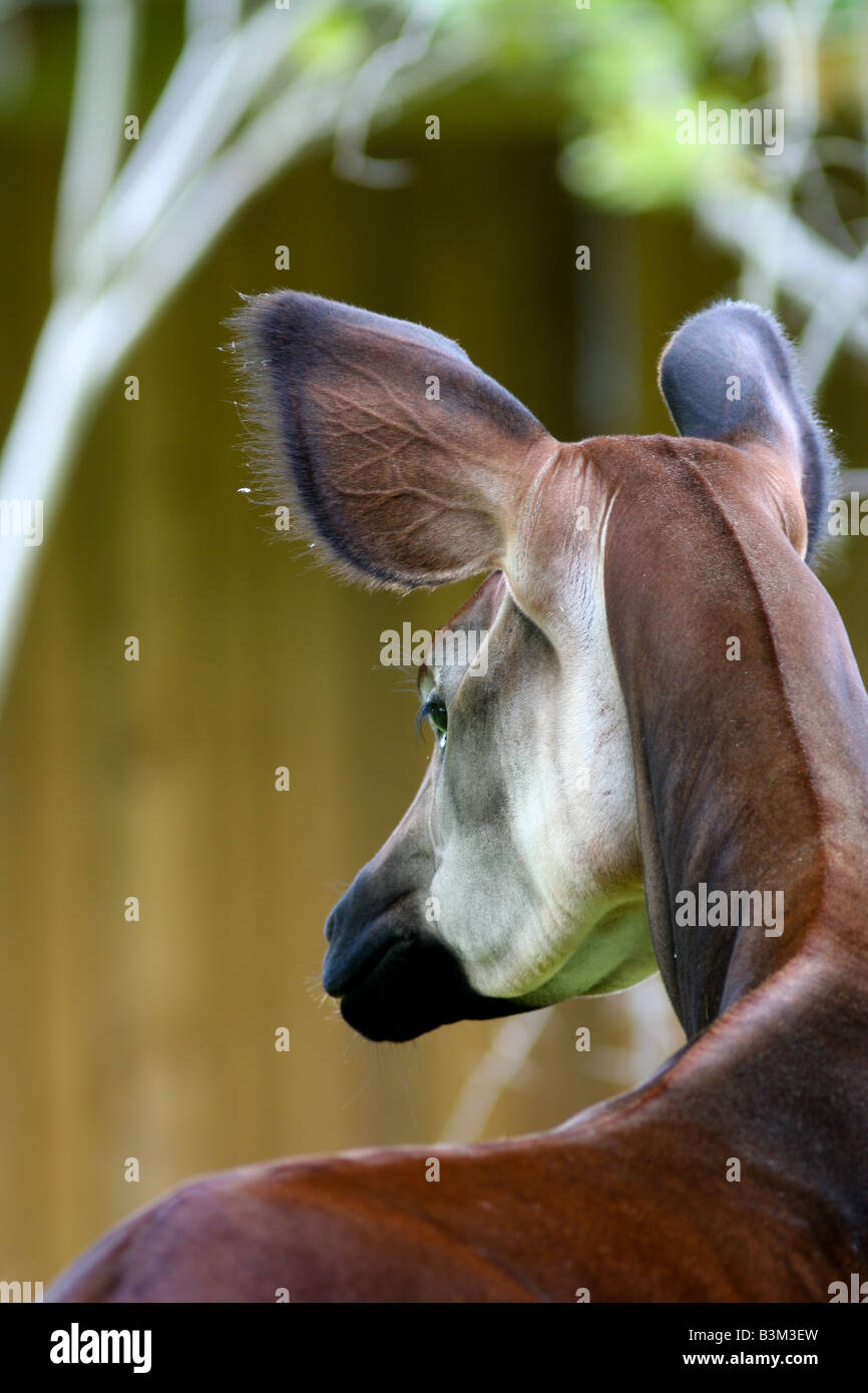 Okapi congo hi-res stock photography and images - Alamy