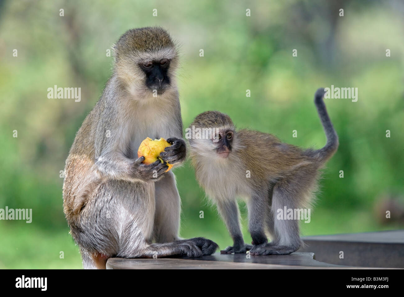 Vervet (green) monkey (Cercopithecus pygerythrus Stock Photo - Alamy