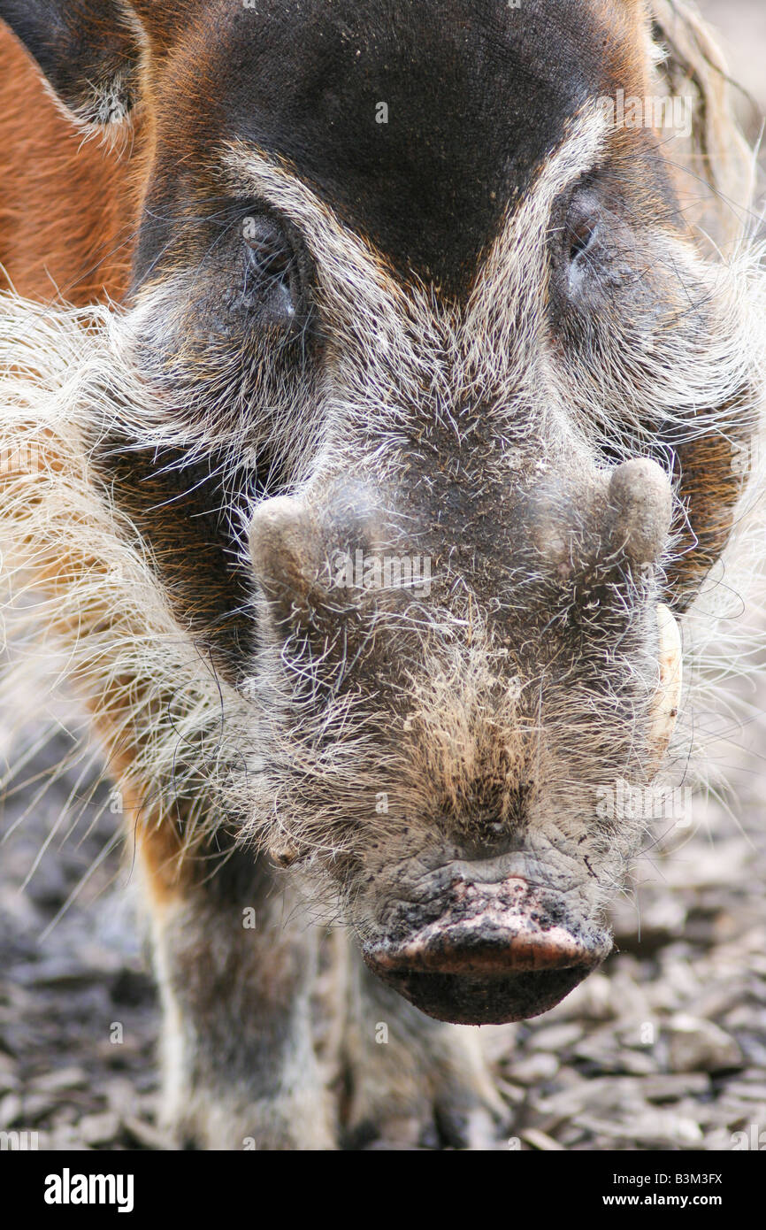 Red River Hog Stock Photo - Alamy