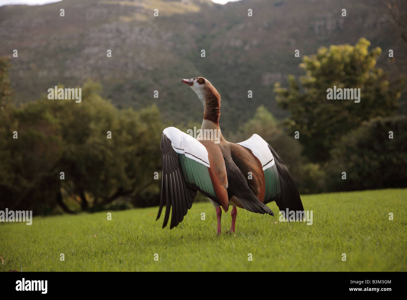 Duck calling mate Stock Photo - Alamy