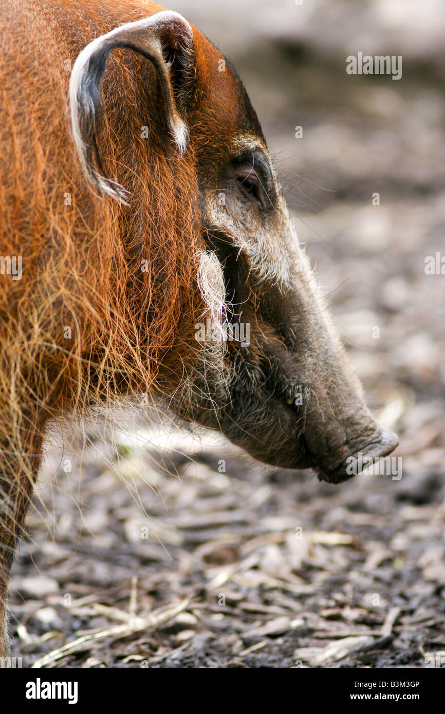 Red River Hog Stock Photo - Alamy
