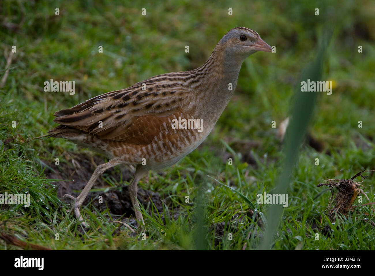 Crex hi-res stock photography and images - Alamy