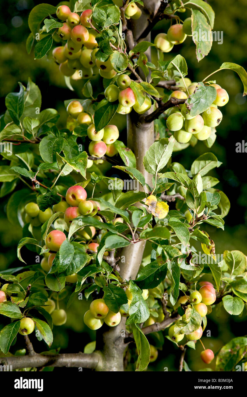 Fruitful apple tree hi-res stock photography and images - Alamy