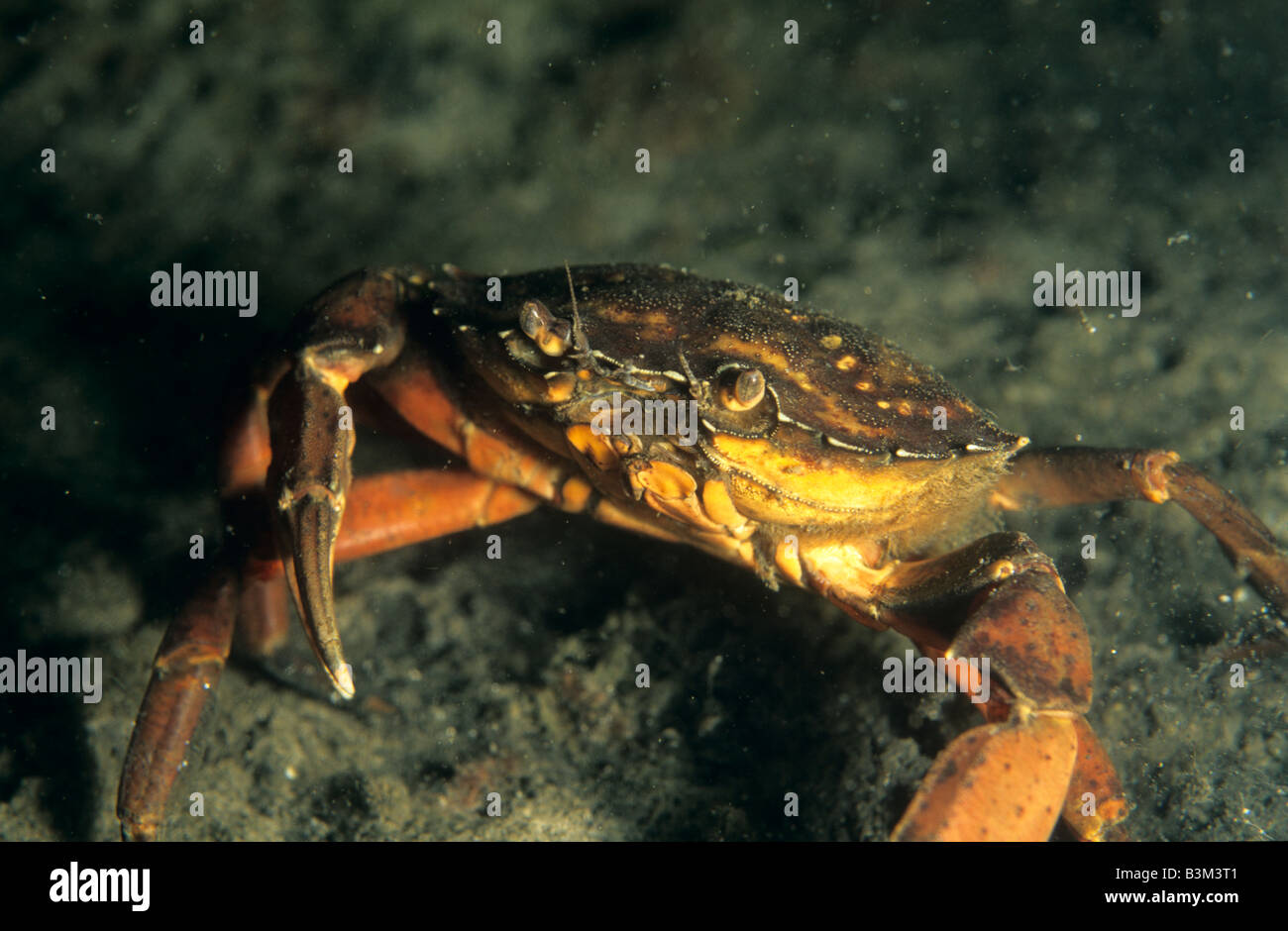Shore crab (Carcinus maenas Stock Photo - Alamy