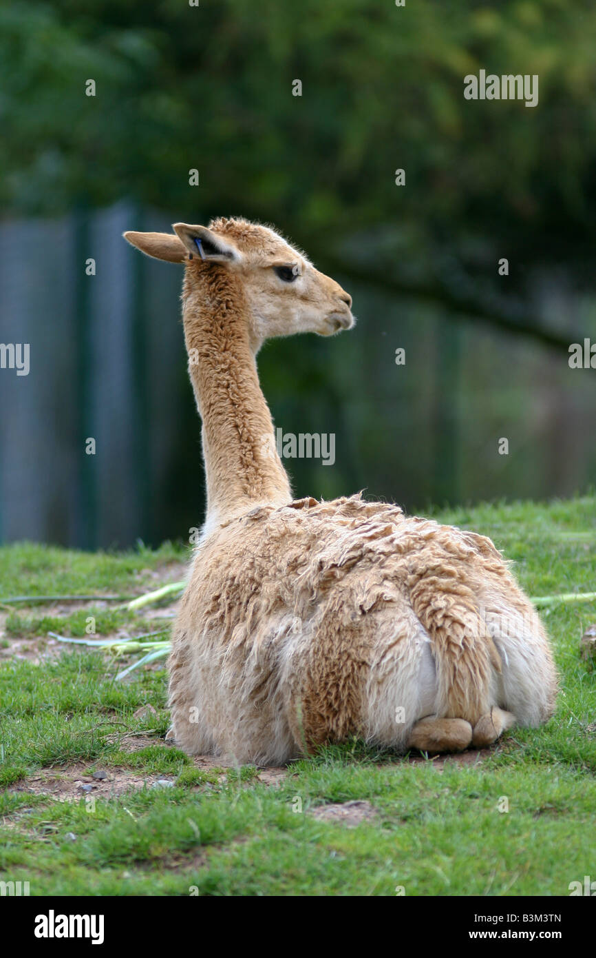 Vicuna lama vicugna hi-res stock photography and images - Alamy