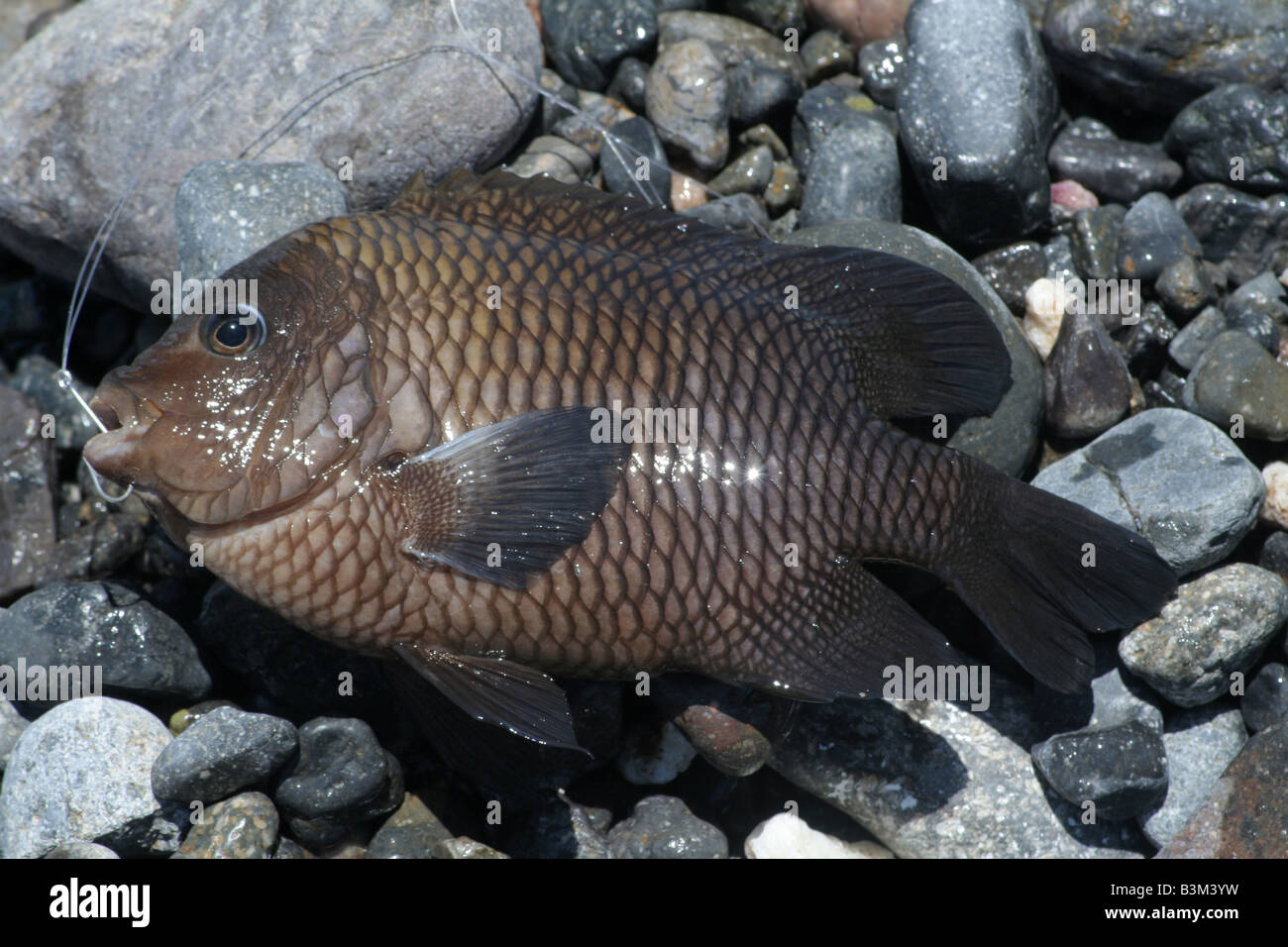 A small fish caught on a hook on the beach Stock Photo - Alamy
