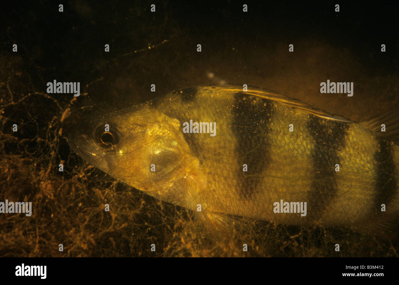 Spiny Finned Fishes High Resolution Stock Photography and Images - Alamy