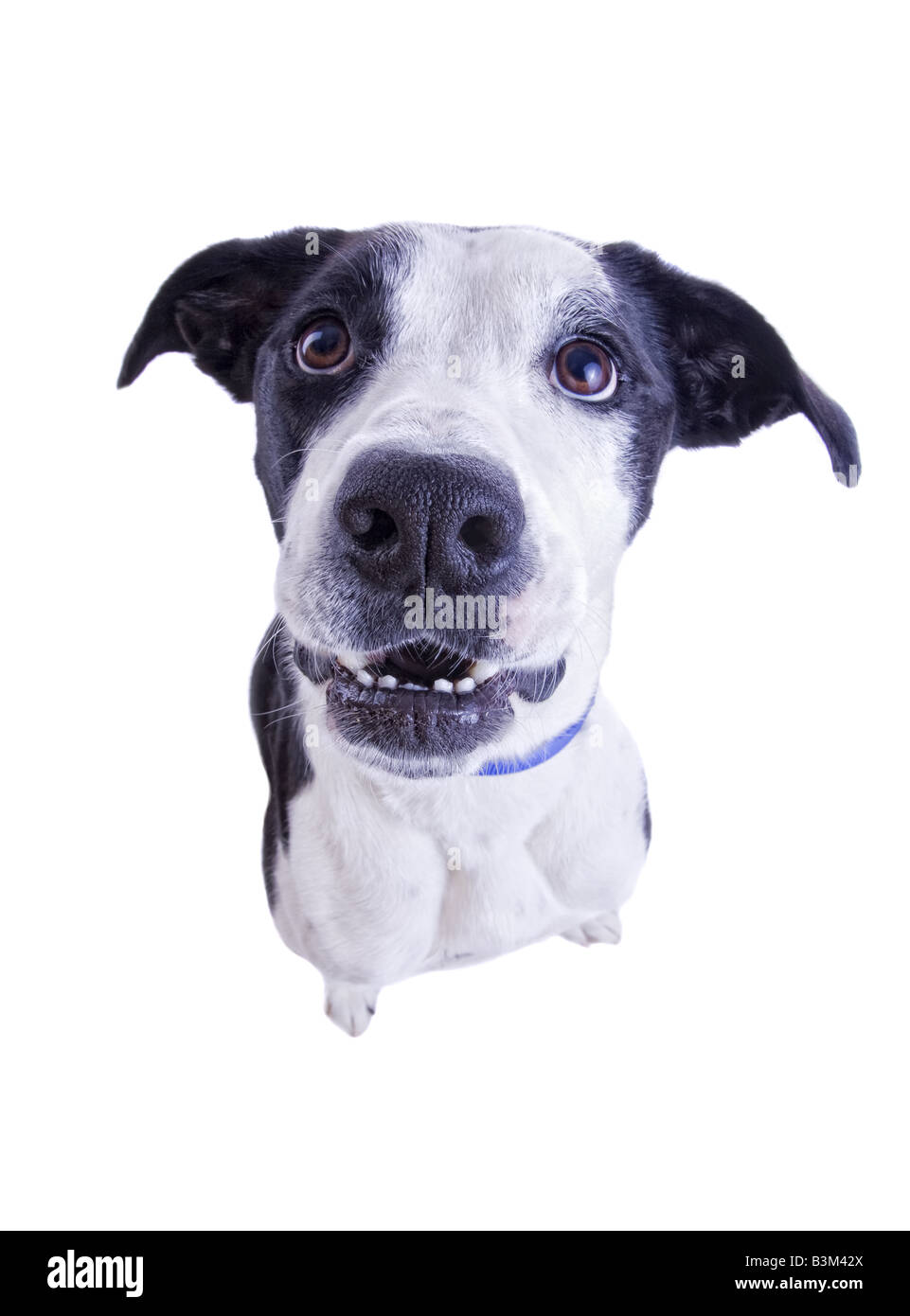 Smiling Black and white Great Dane mix dog isolated on white background ...