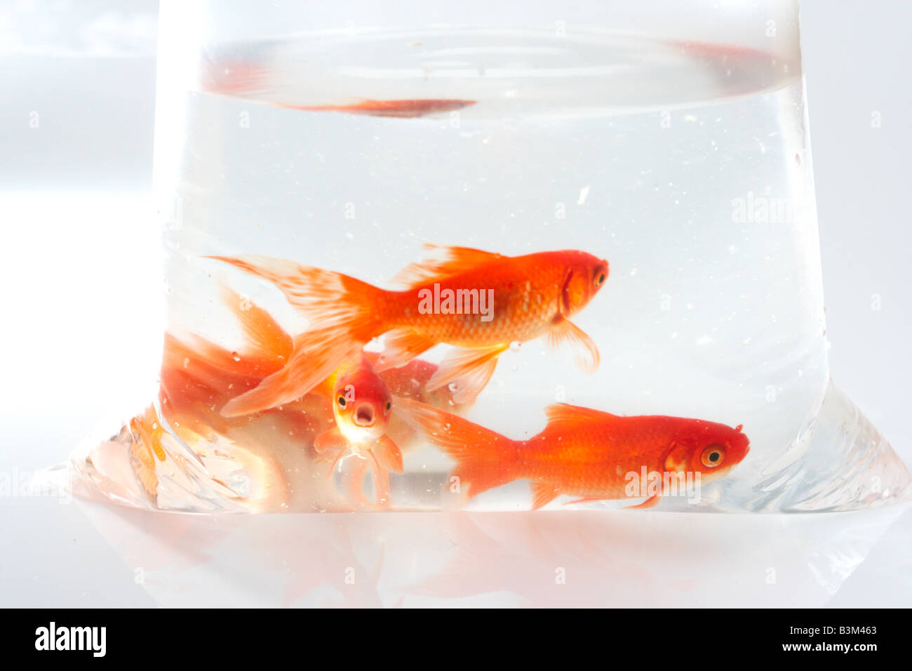 Gold fish hi-res stock photography and images - Alamy