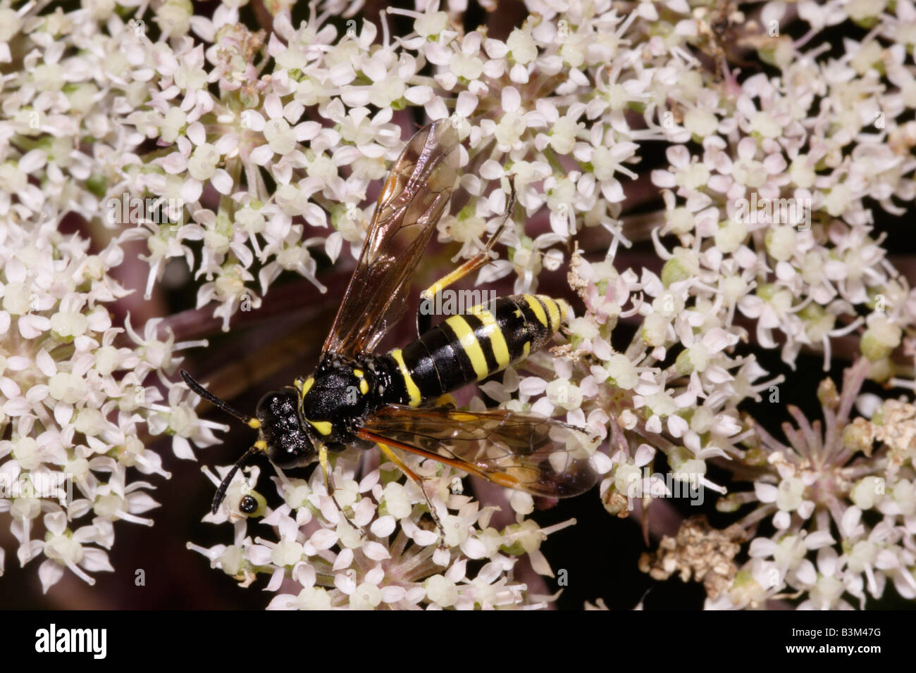 Sawfly Tenthredo temula Tenthredinidae on wild angelica UK Stock Photo ...