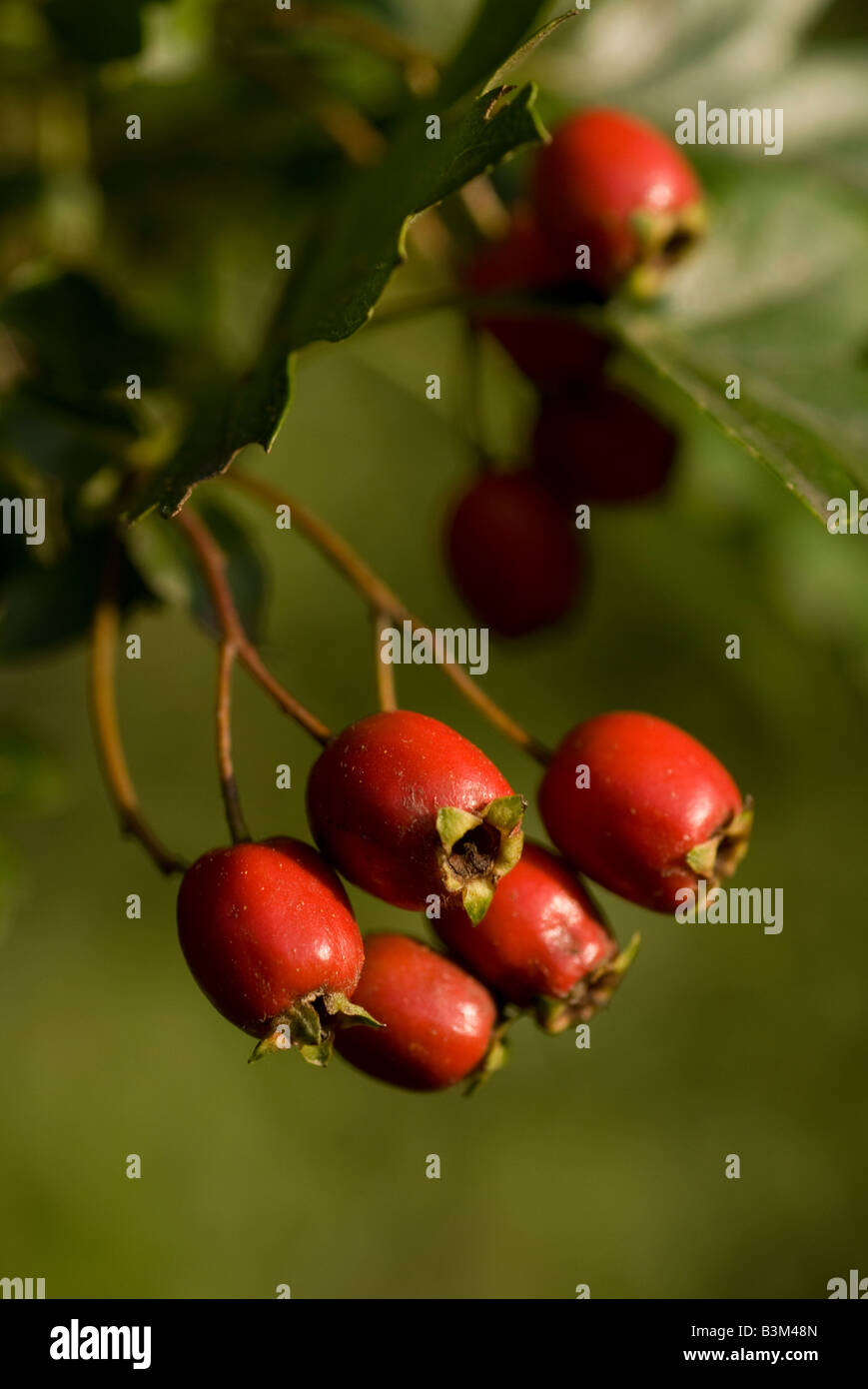 Haw fruits hi-res stock photography and images - Alamy
