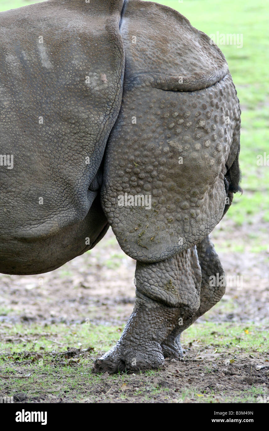 Indian armoured rhinoceros or indian rhinoceros hi-res stock ...