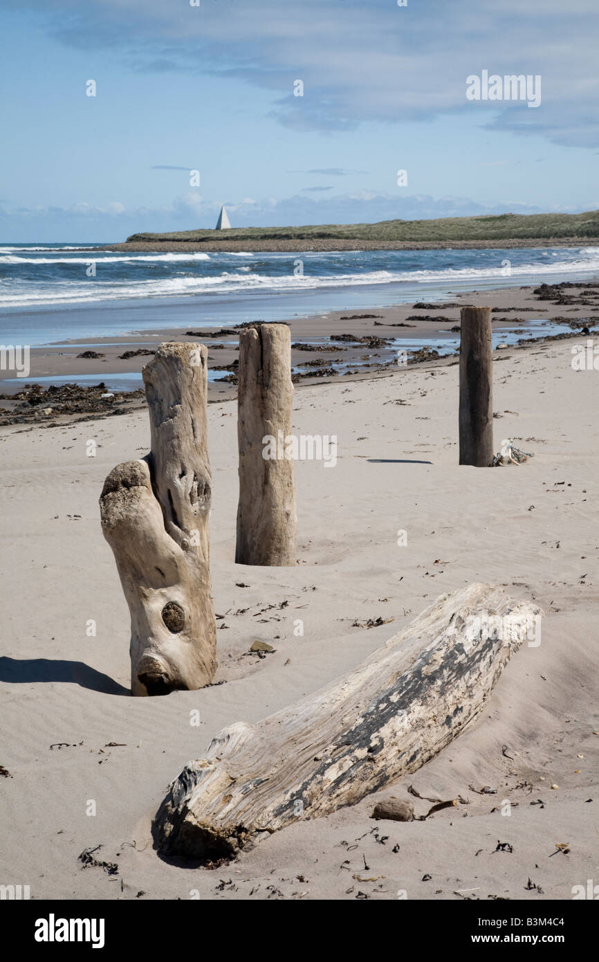 Long dead tree trunks on the beach in the Holy Island of Lindisfarne ...