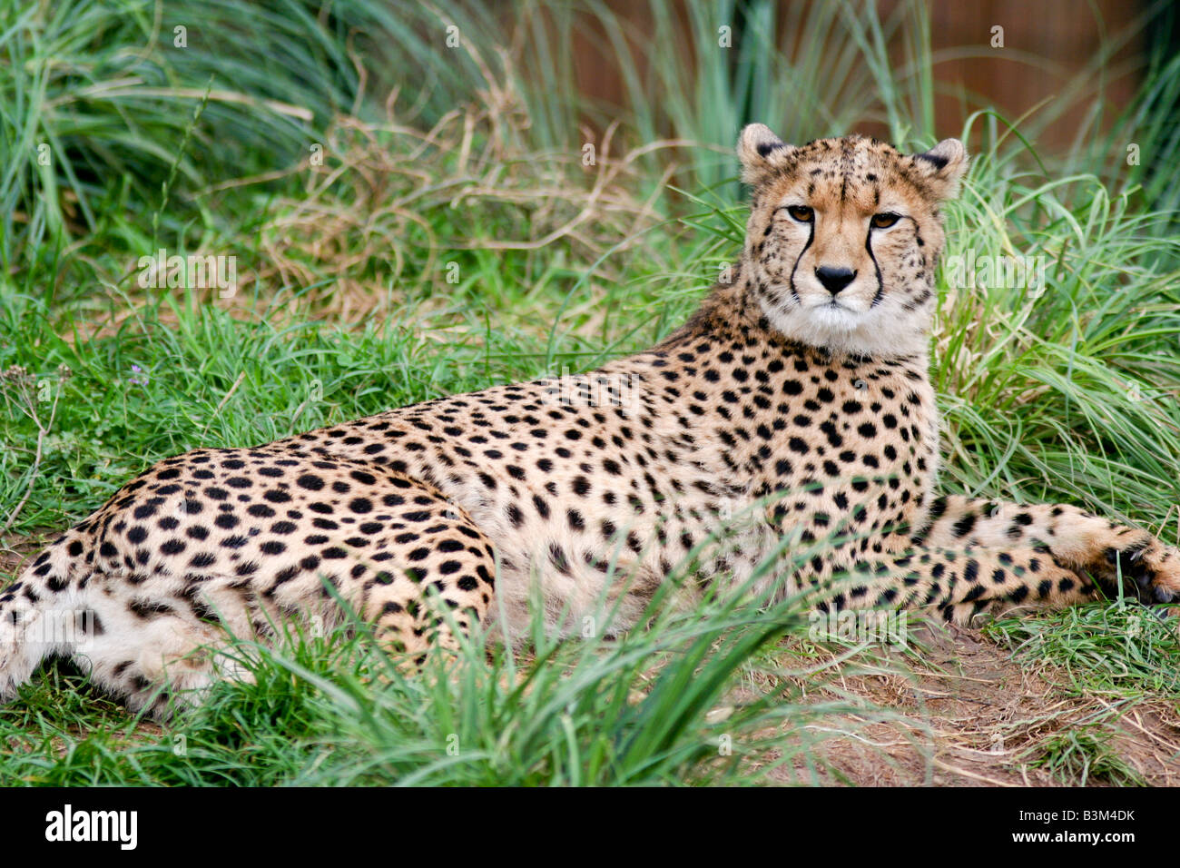 Cheetah somalia hi-res stock photography and images - Alamy