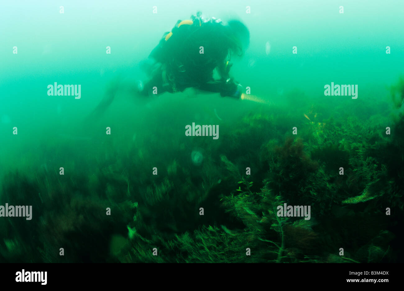 A diver underwater, Sweden, west coast Stock Photo - Alamy