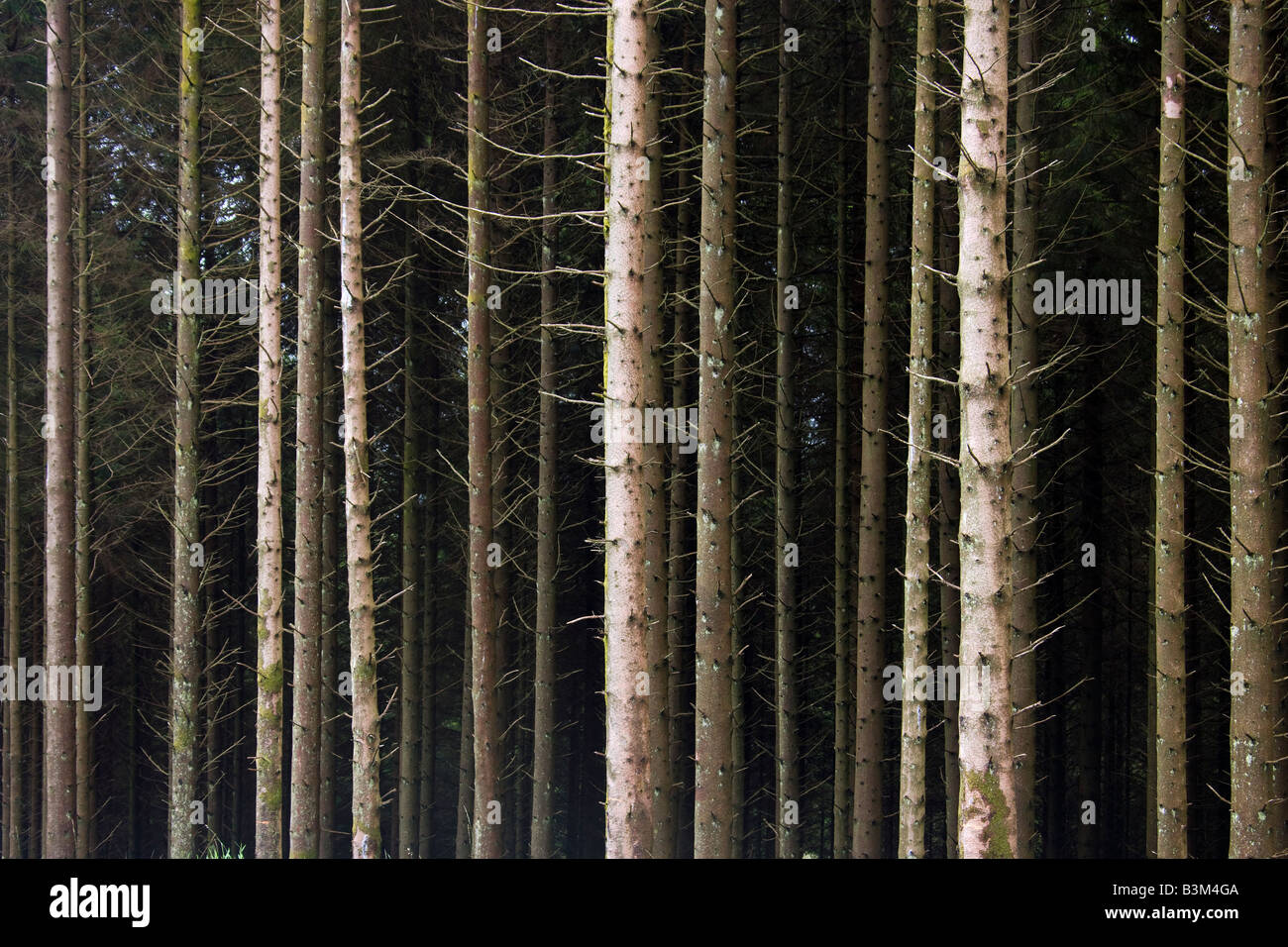 Upright trees hi-res stock photography and images - Alamy