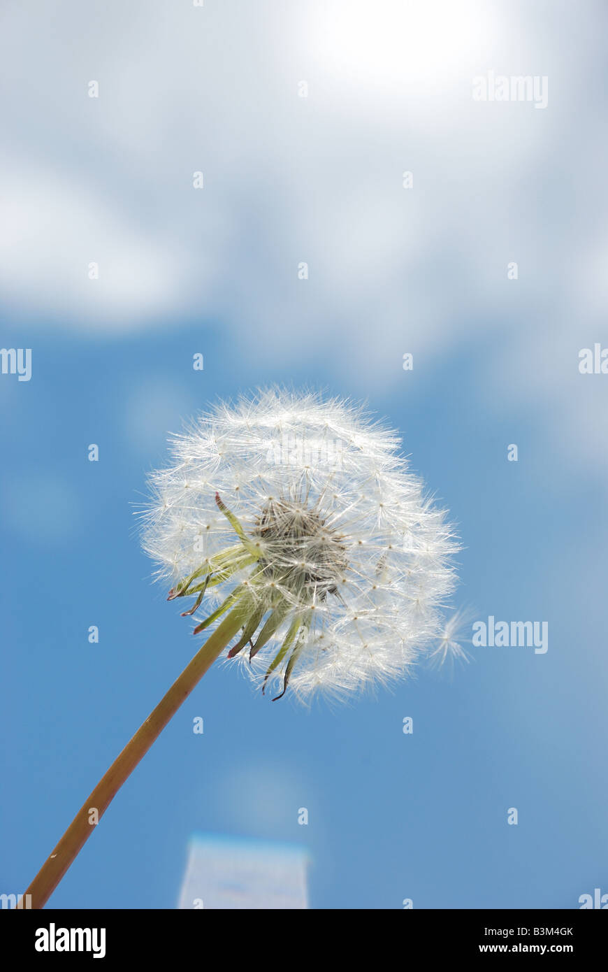 Dandelion seed dispersal hi-res stock photography and images - Alamy