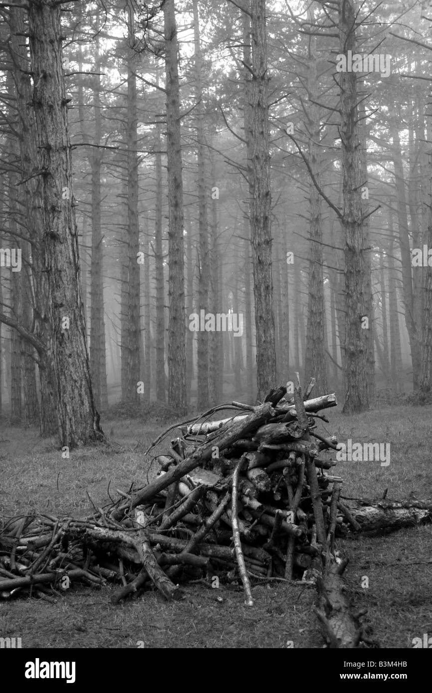 Pile wood pine Black and White Stock Photos & Images - Alamy