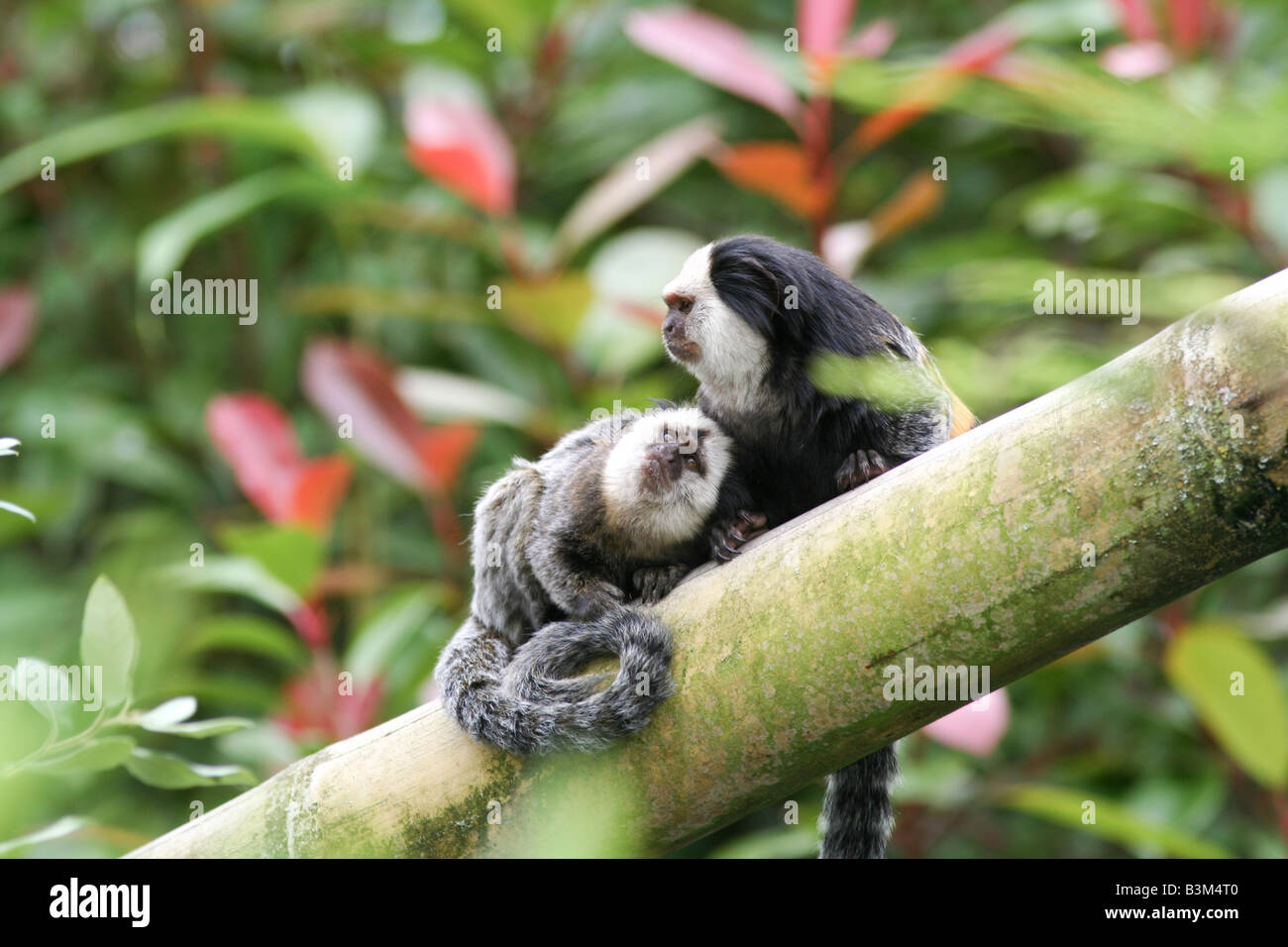 Geoffroy's Marmoset mum and baby Stock Photo - Alamy