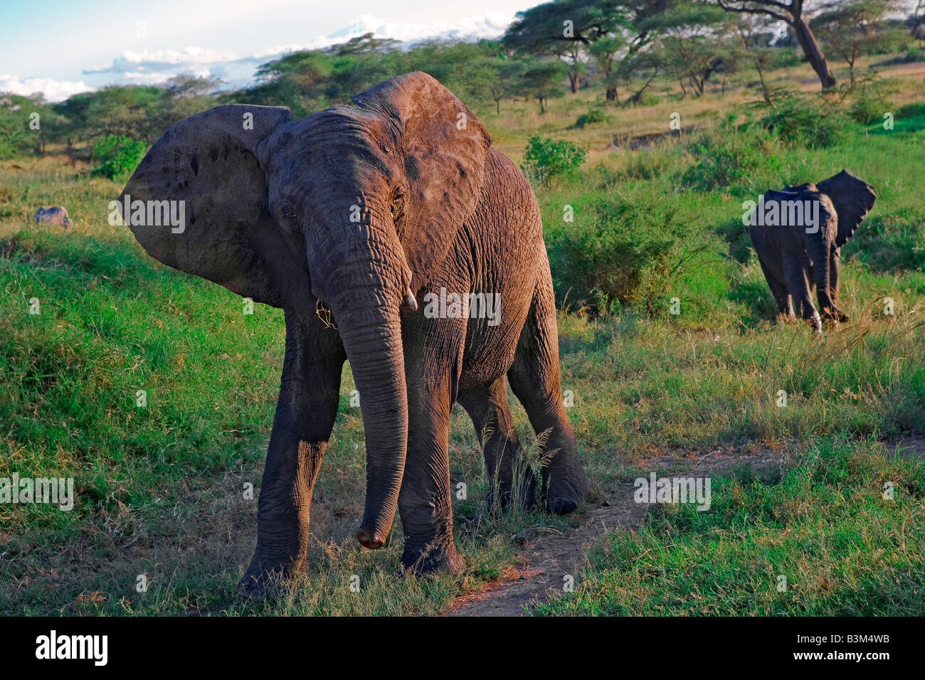 Indigenous family walking hi-res stock photography and images - Alamy