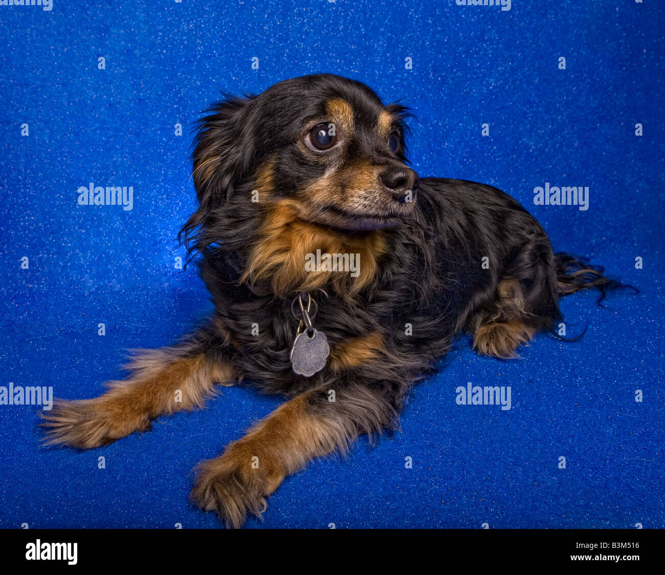 Cute small mixed breed dog on blue background Stock Photo - Alamy