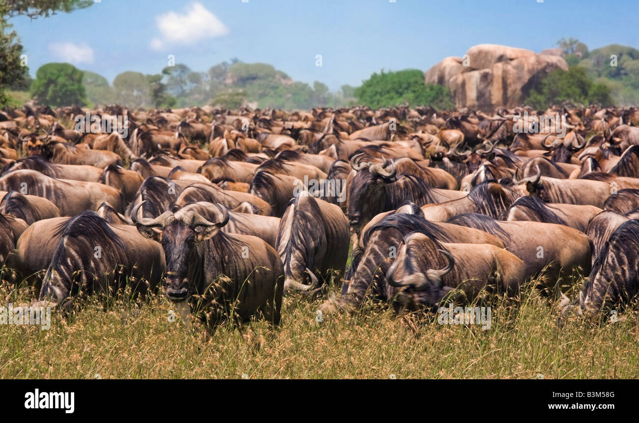 Migrating mammal hi-res stock photography and images - Alamy