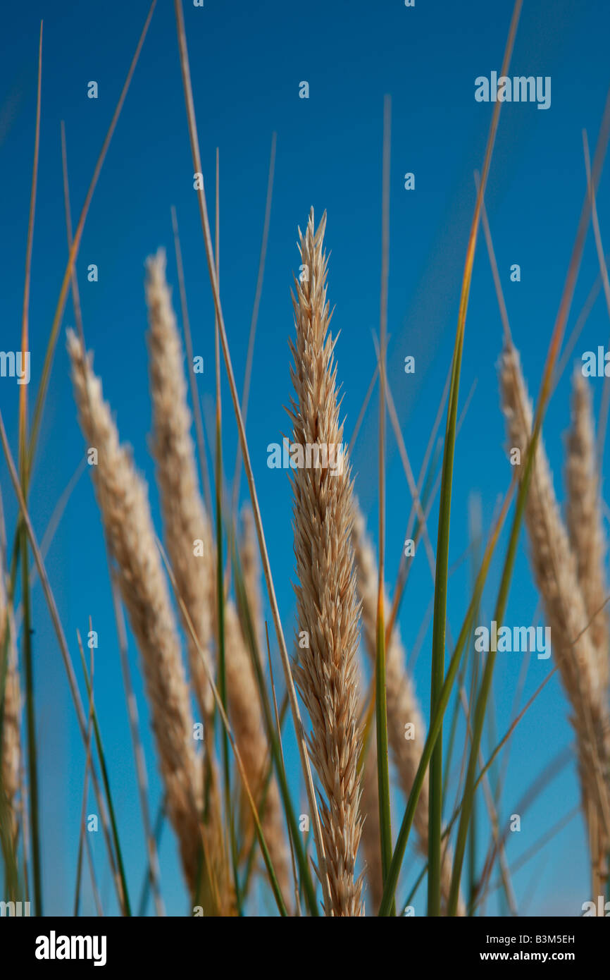 Grasses grassy hi-res stock photography and images - Alamy