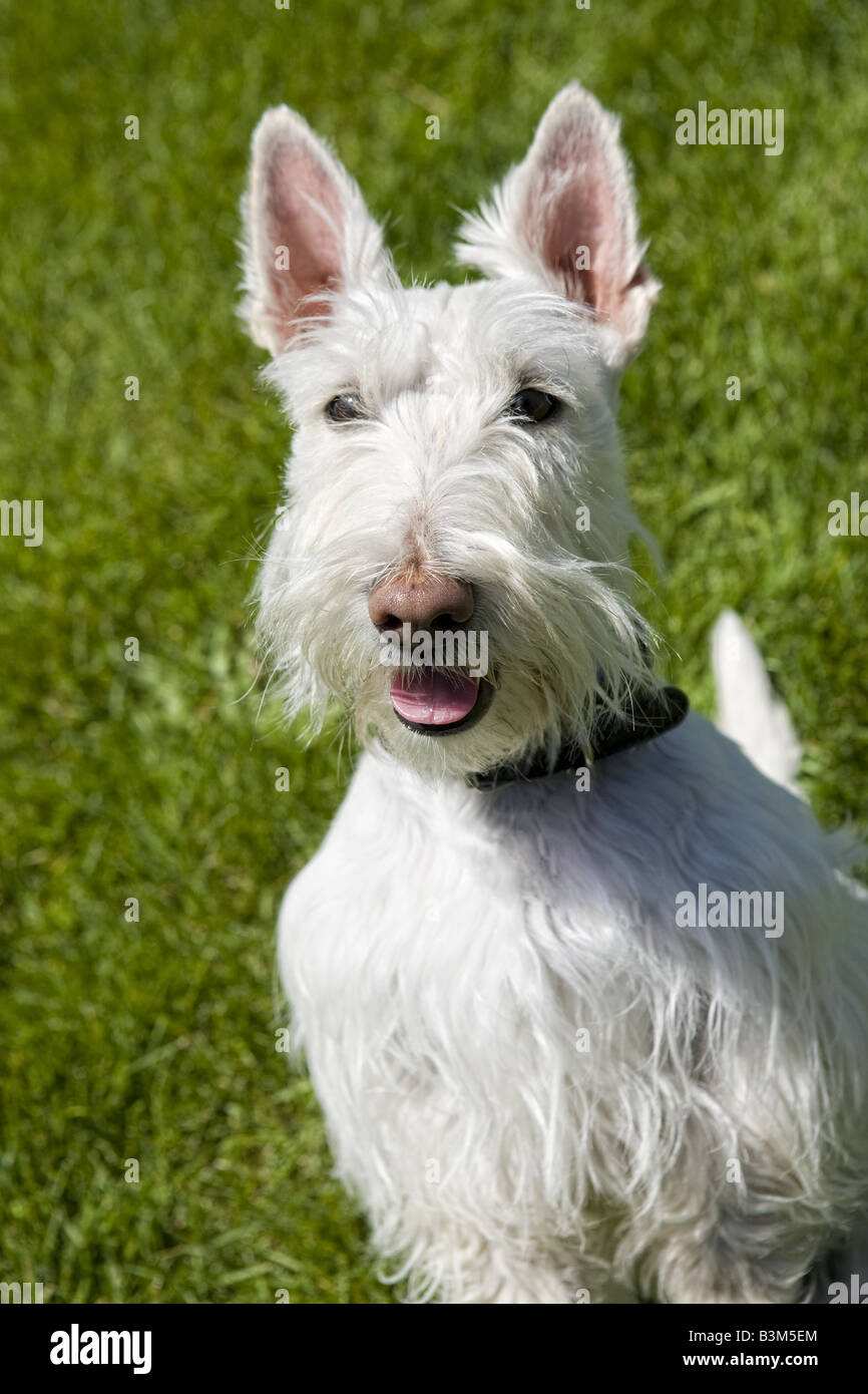 Wheaton Scottish terrier dog sitting up begging for food in yard of ...
