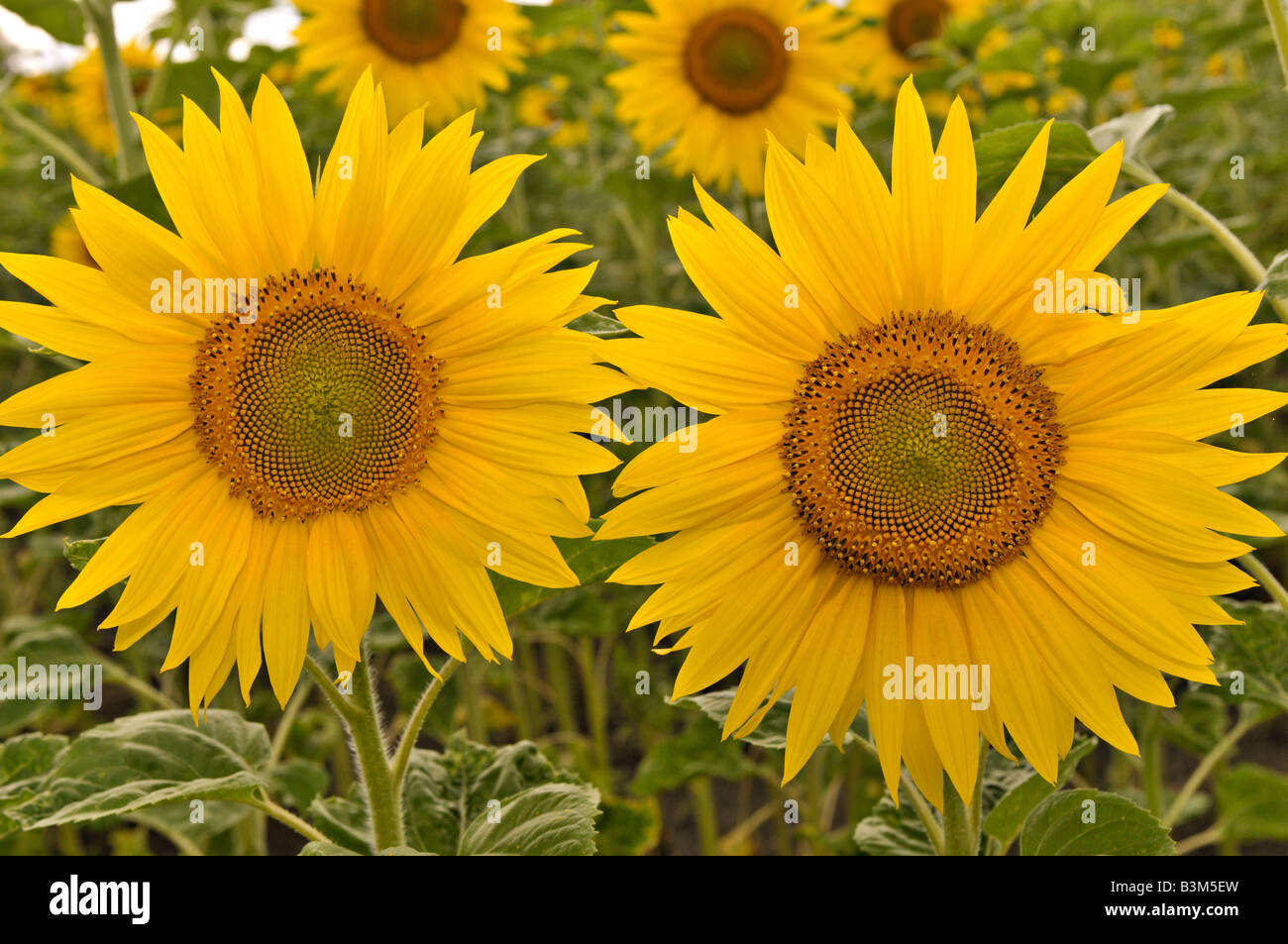 Sunflowers helianthus annuus sunflower hi-res stock photography and ...