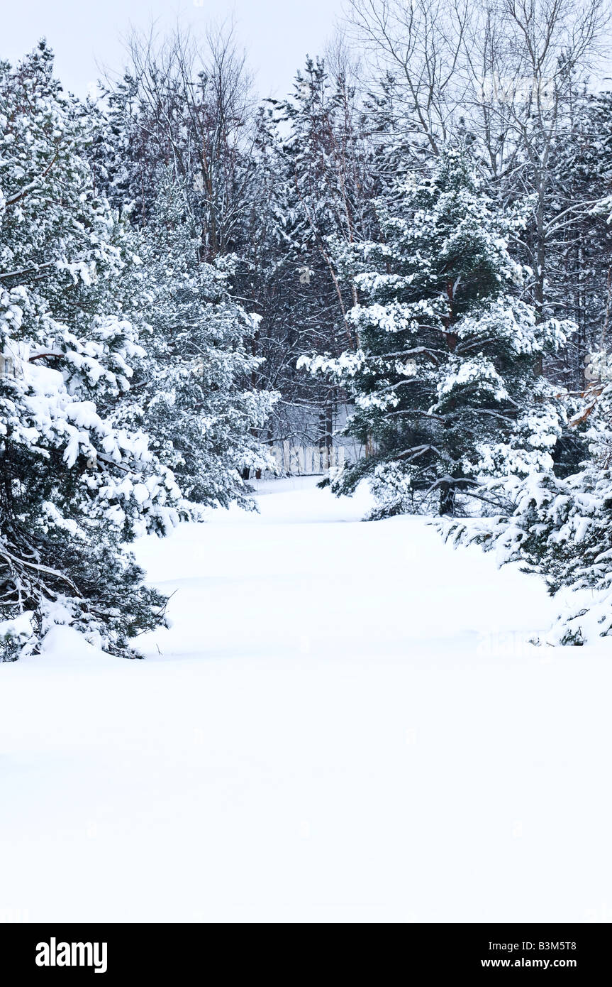 Winter landscape with snow covered trees and gray sky Stock Photo - Alamy