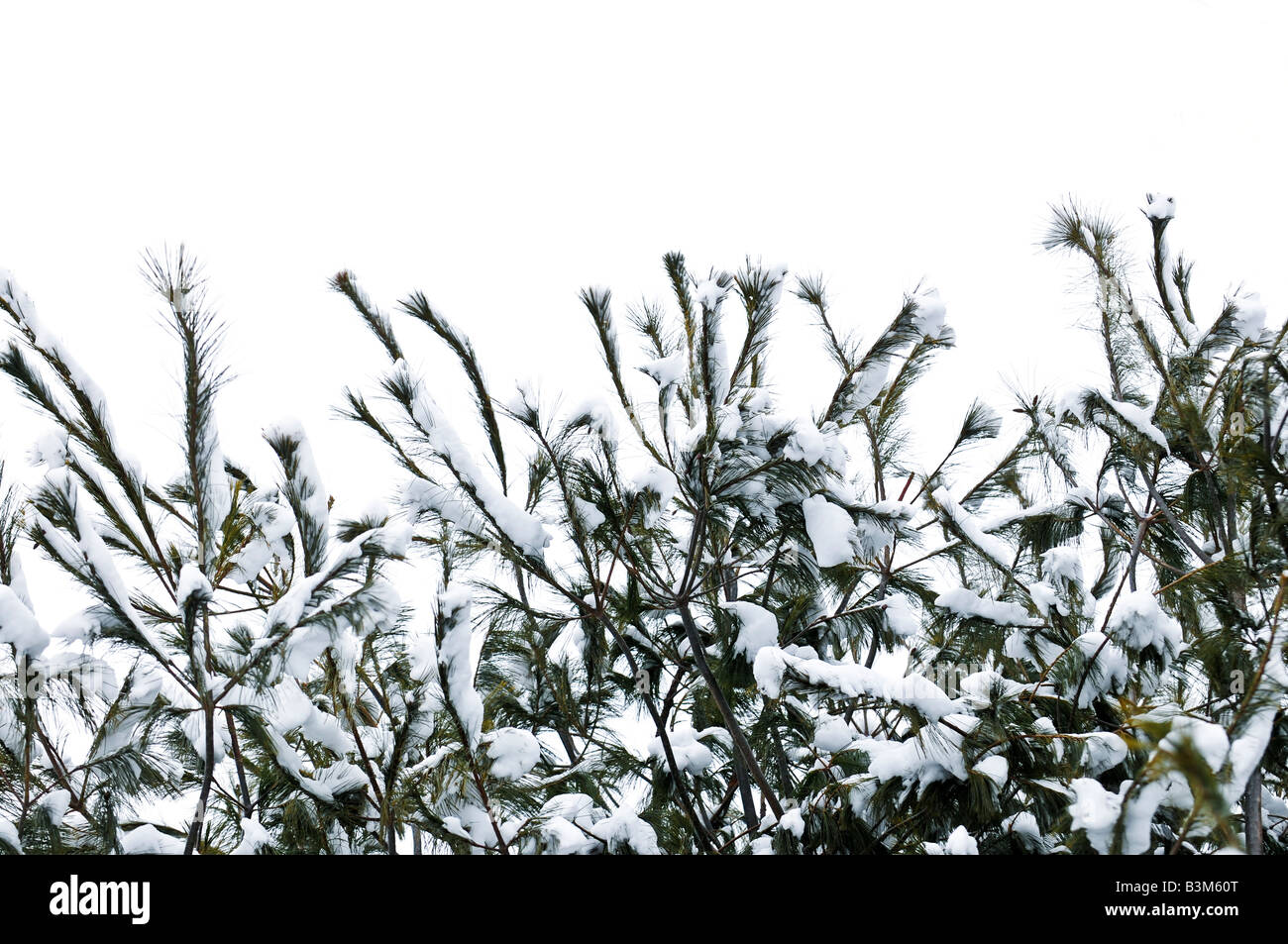 Winter tree branches covered with fluffy snow Stock Photo - Alamy