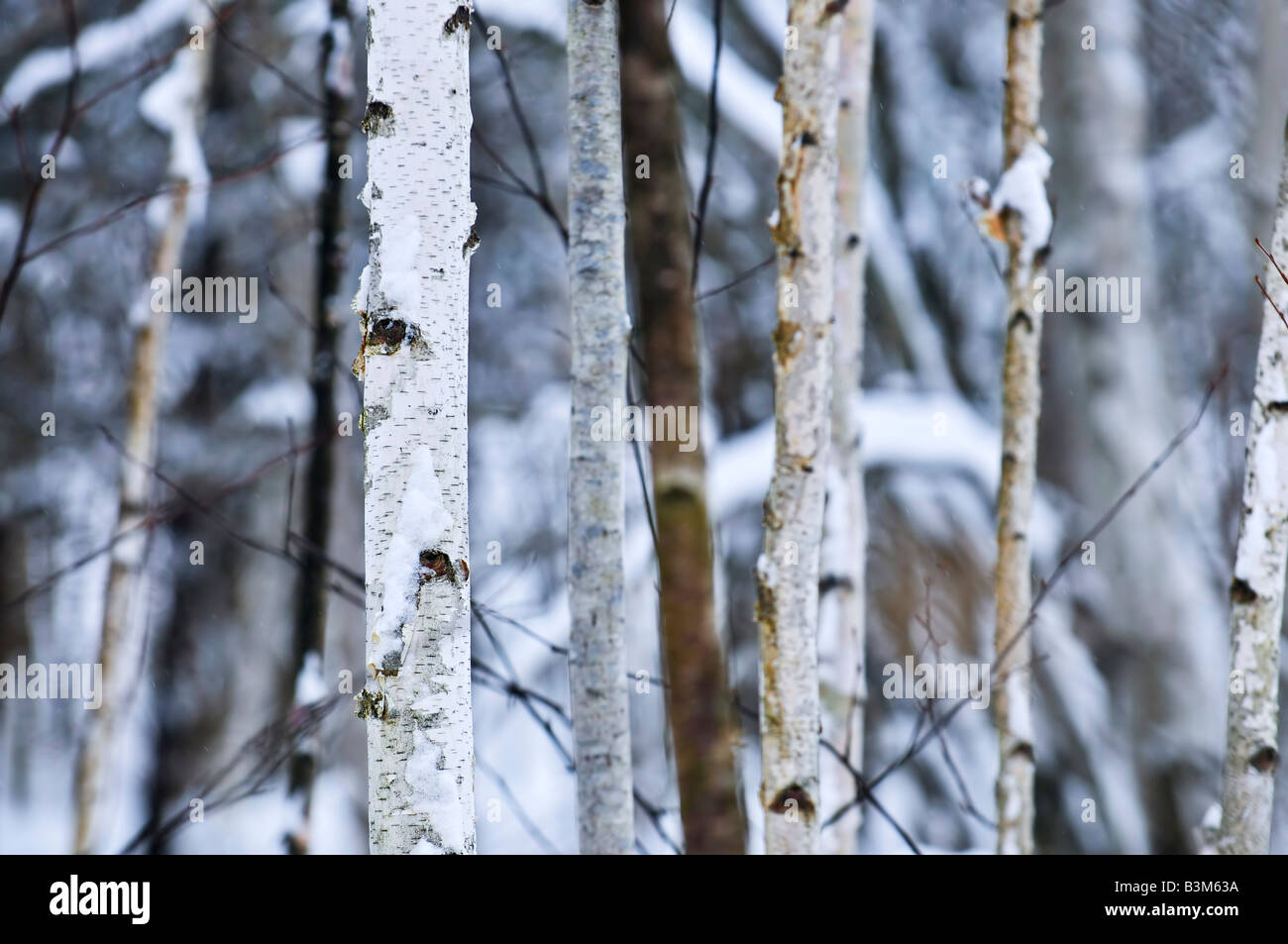 Natural background of tree trunks in winter Stock Photo - Alamy