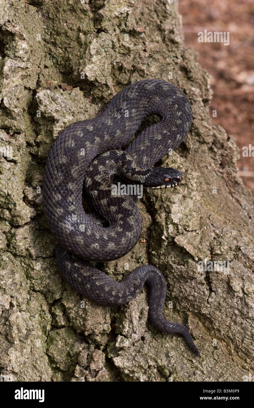 Adder Vipera berus Stock Photo - Alamy