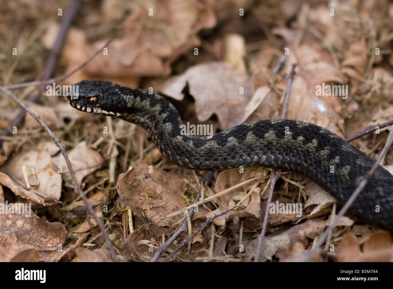 Adder Vipera berus Stock Photo - Alamy