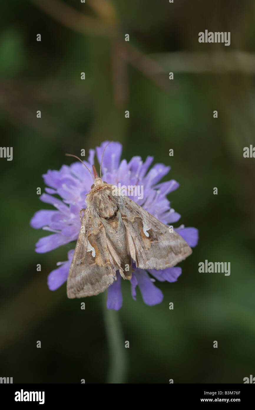 Silver Y moth Autographa gamma Stock Photo - Alamy