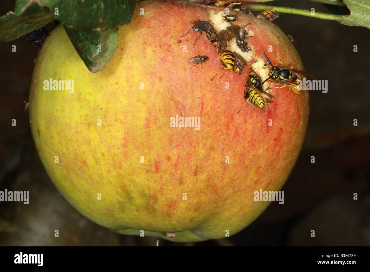Apple tree damage hi-res stock photography and images - Alamy