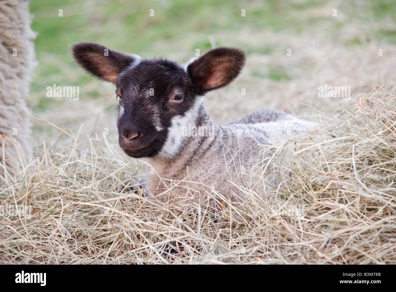 Sheep lying down in straw hi-res stock photography and images - Alamy