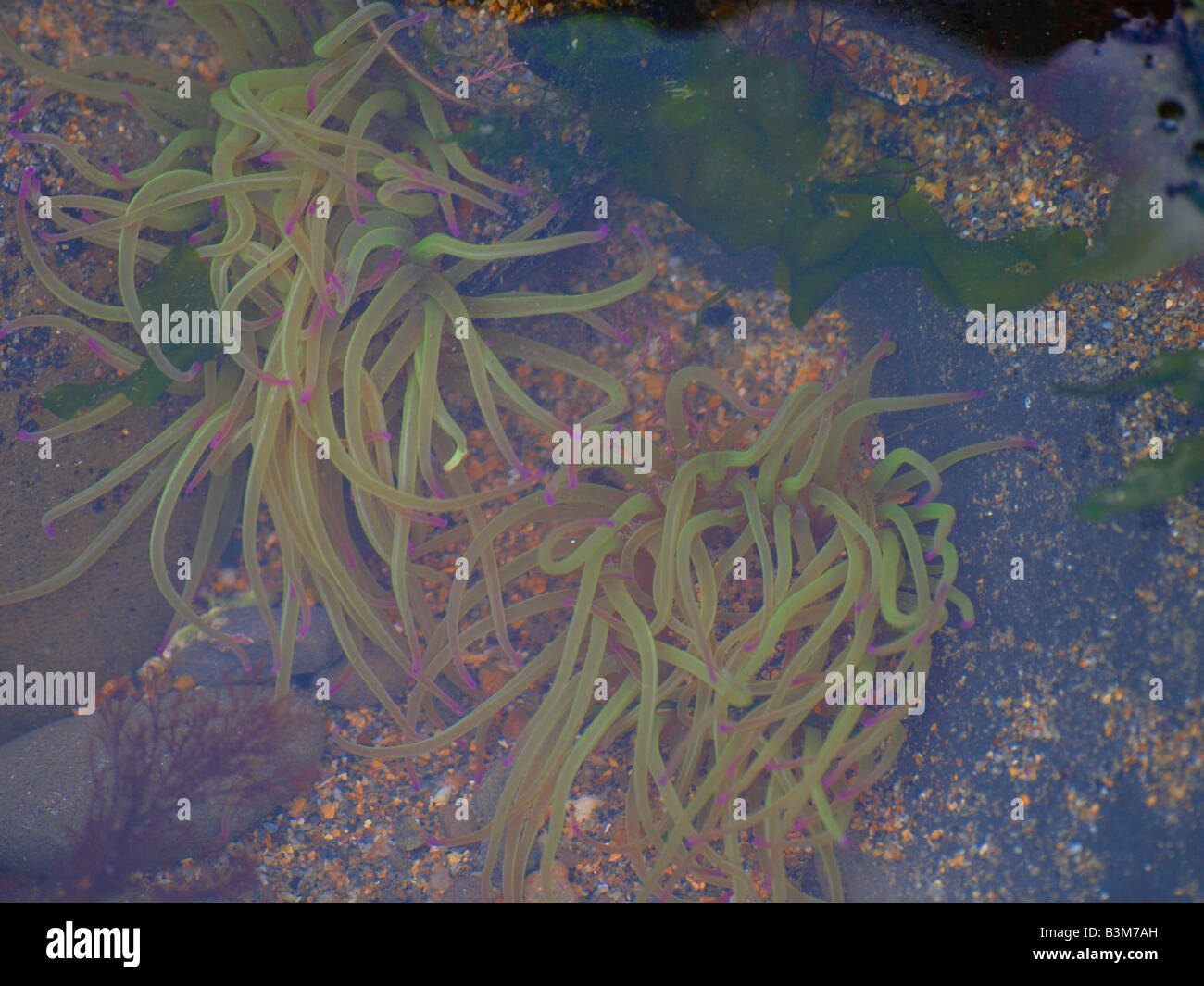 Snakelocks Anemone, Anemonia sulcata in a rockpool, Cornwall, U.K Stock ...