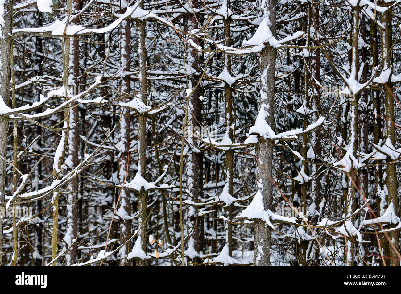 Natural background of tree trunks in winter Stock Photo - Alamy