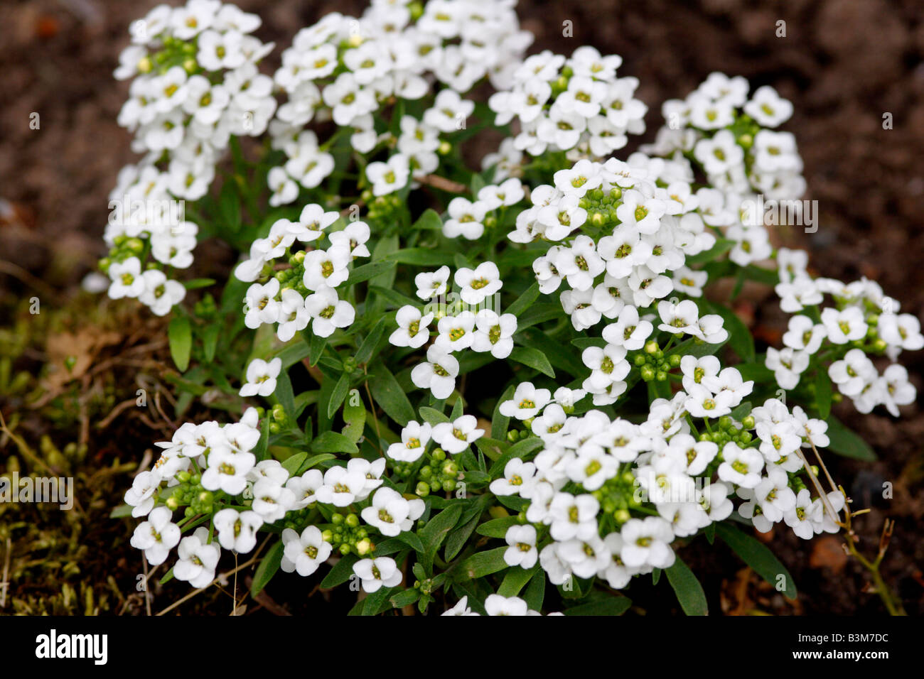 Sweet alyssum lobularia maritima hi-res stock photography and images ...