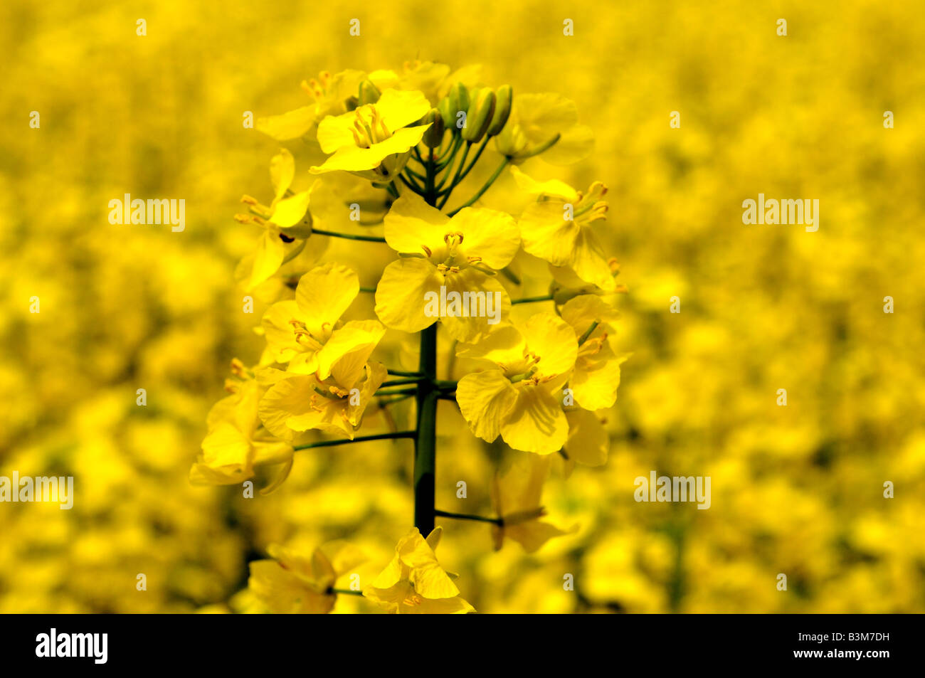 Oilseed rape flowers growing in Shropshire UK Stock Photo - Alamy