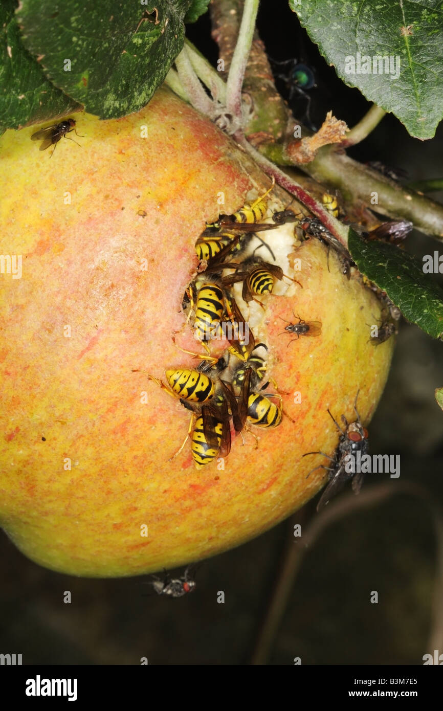 Fruit pests hi-res stock photography and images - Alamy