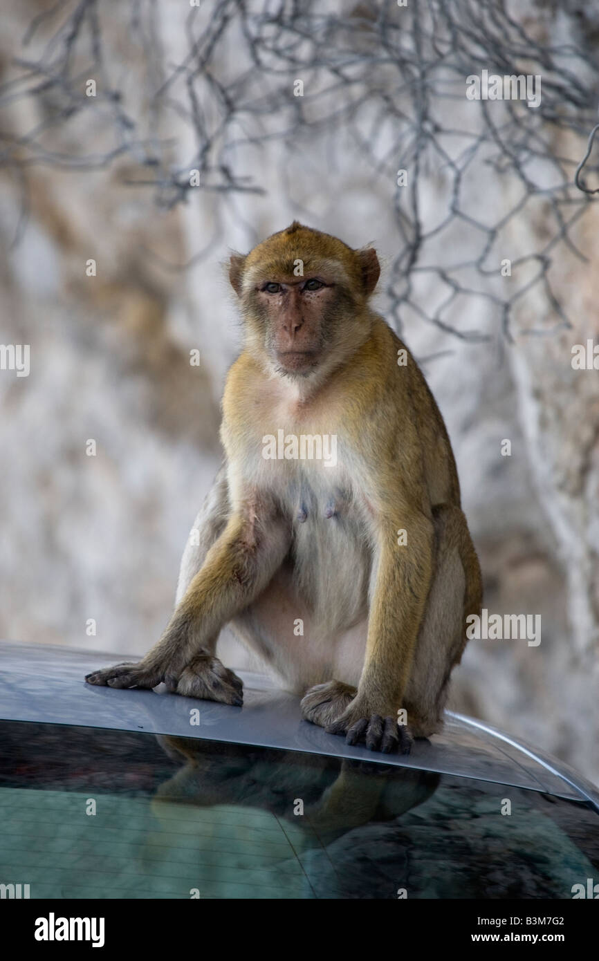 Barbary ape, Gibraltar Stock Photo - Alamy