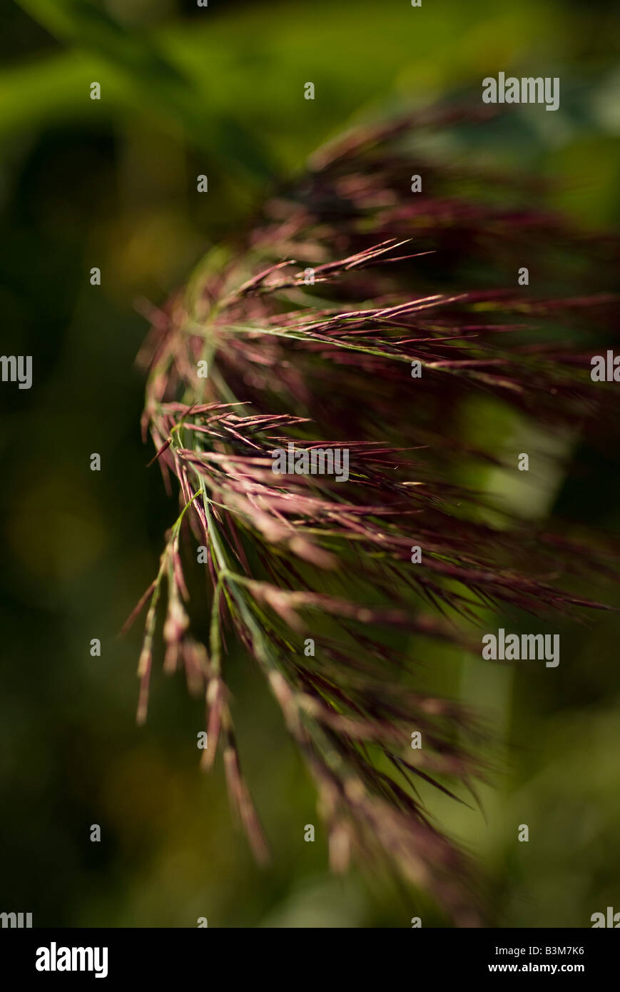 Reed cultivation hi-res stock photography and images - Alamy