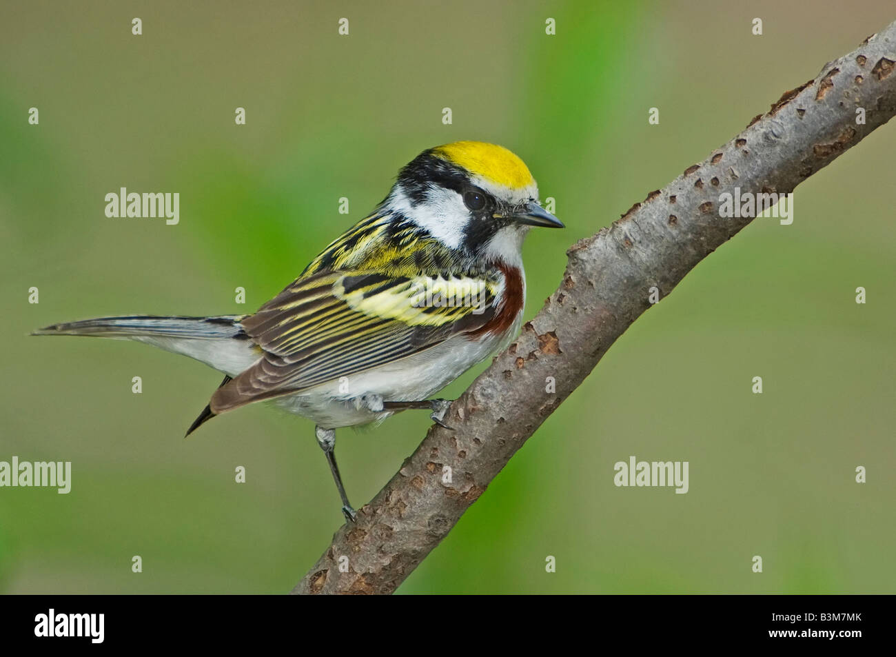 Chestnut-sided warbler male, during spring migration Stock Photo - Alamy