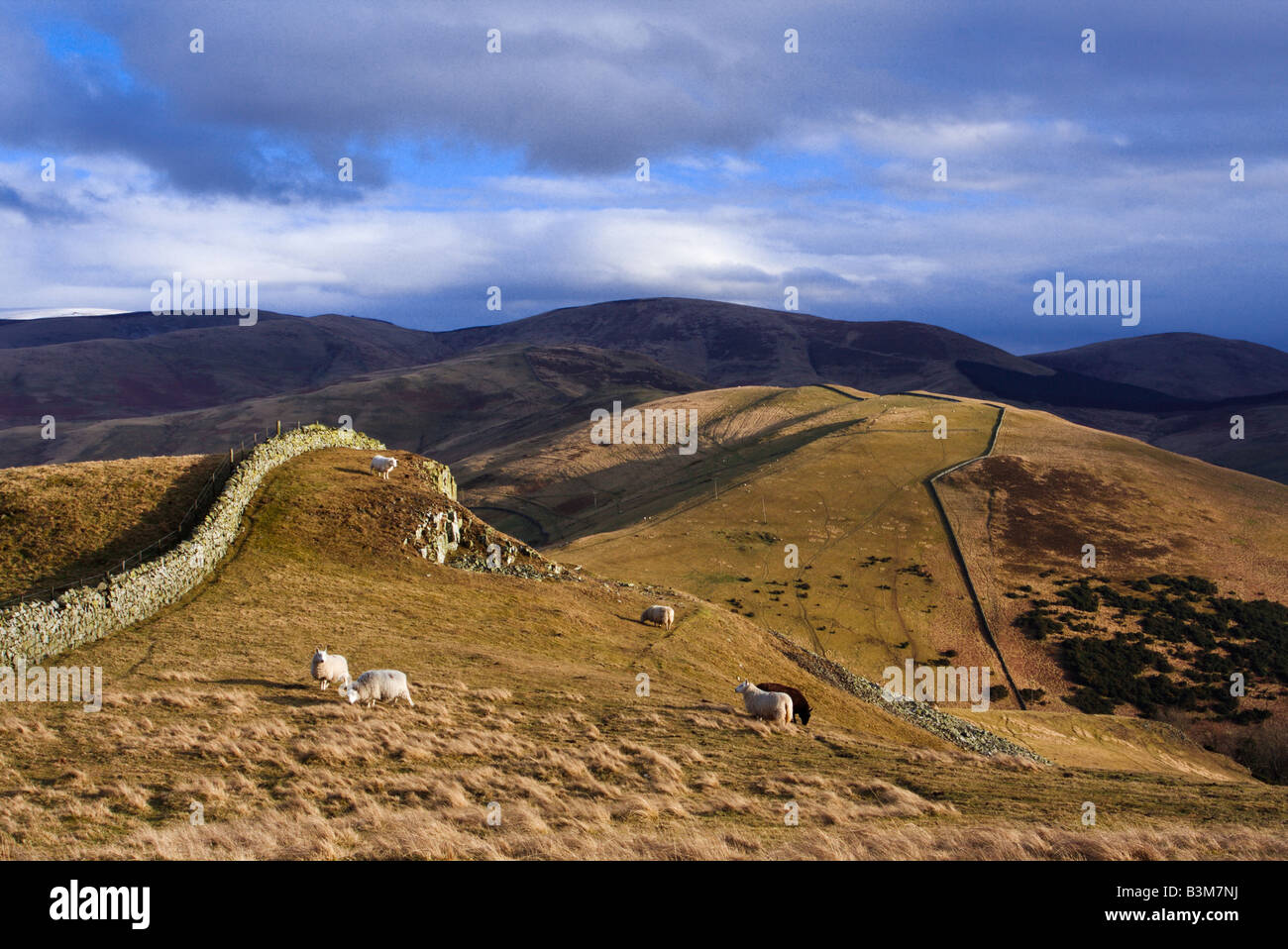 Cheviot hill hi-res stock photography and images - Alamy